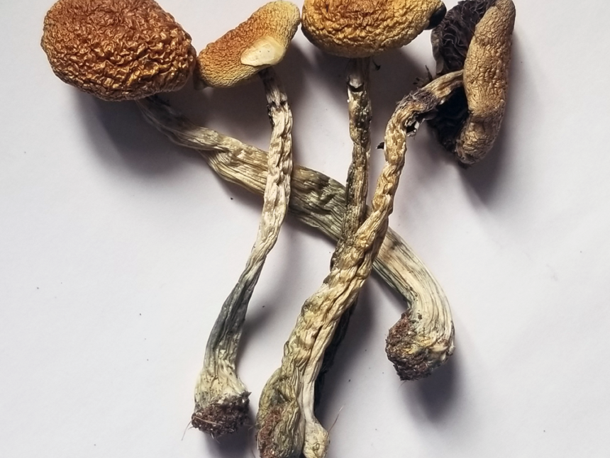 Burma Cubensis Mushrooms - Safe Medi Labs